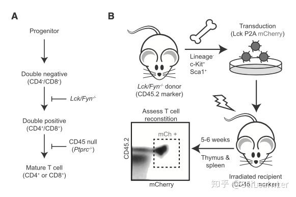 Molecular Cell（回顾）｜Lck的磷酸化位点调节CD45对Lck的激活 - 知乎
