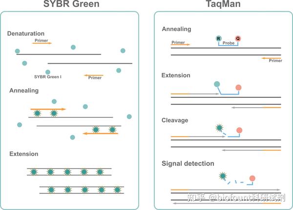 qPCR 检测的工作原理 - 知乎