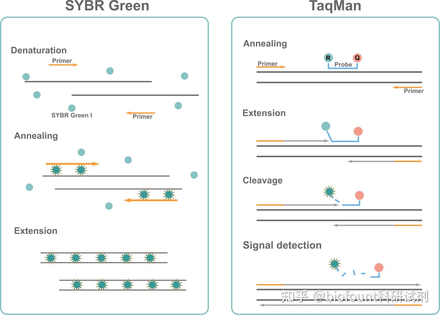 qPCR 检测的工作原理 - 知乎