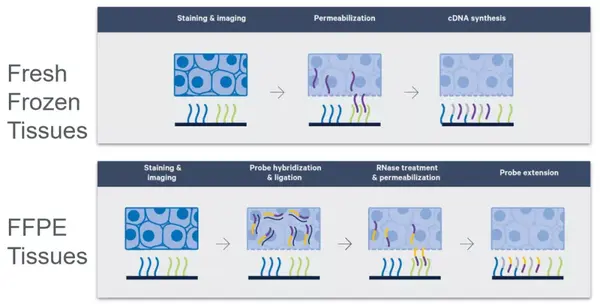新技术介绍 丨 10x Visium FFPE空间转录组强势来袭 - 知乎