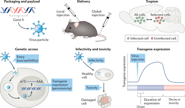 Nat Rev Neurosci综述 | 神经科学中的病毒工具：从原理到应用 - 知乎