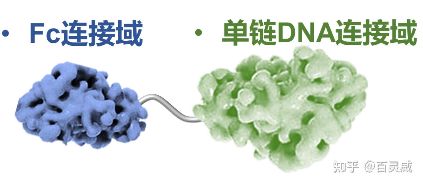 科研成果分享 | 赋能蛋白质生物学研究 - 知乎