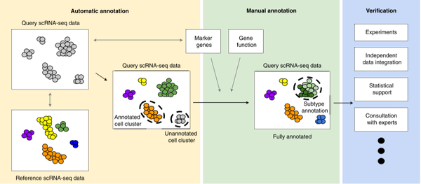Nature protocol | 单细胞转录组自动和手动注释教程 - 知乎