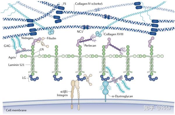 恺佧生物推出重组Laminin 521蛋白 - 知乎
