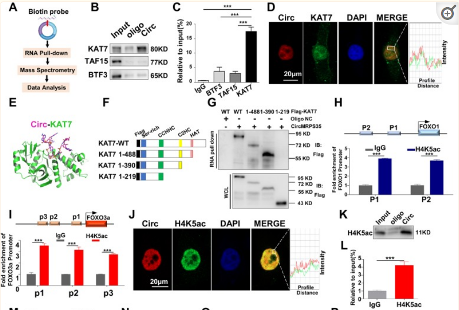 RNA pull down - 知乎