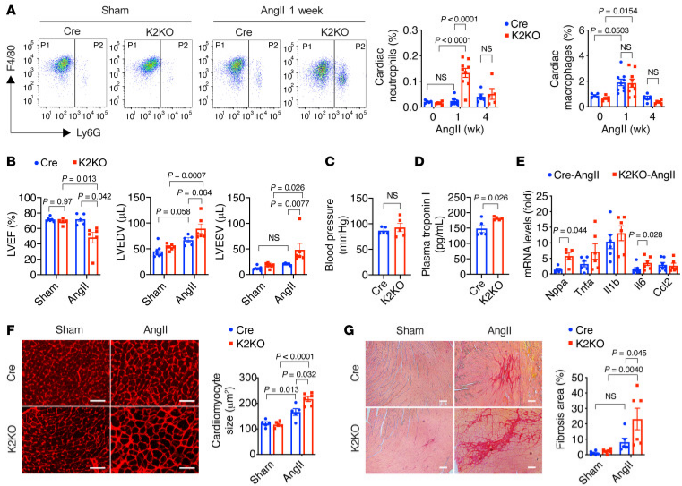 心衰研究新思路？居然中性粒细胞与心衰形成有关联！ - 知乎