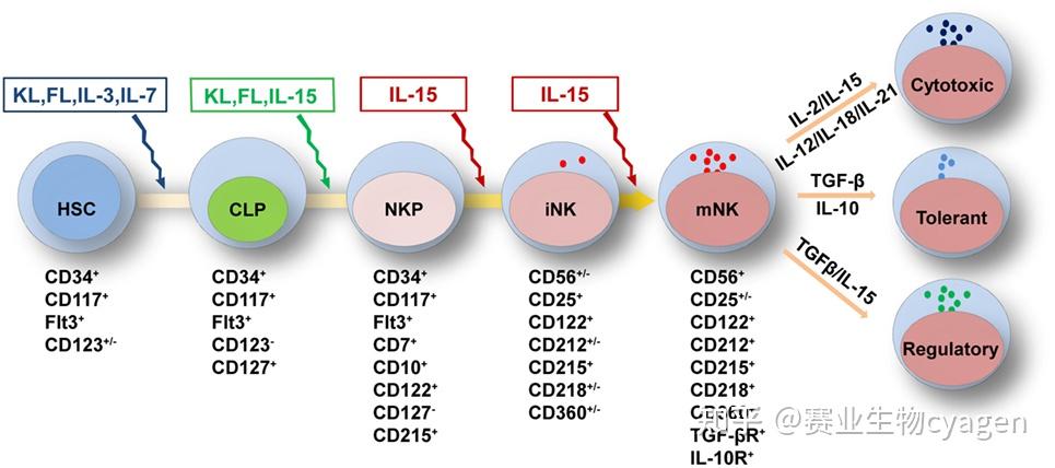 免疫研究热门靶点之IL2Rg - 知乎