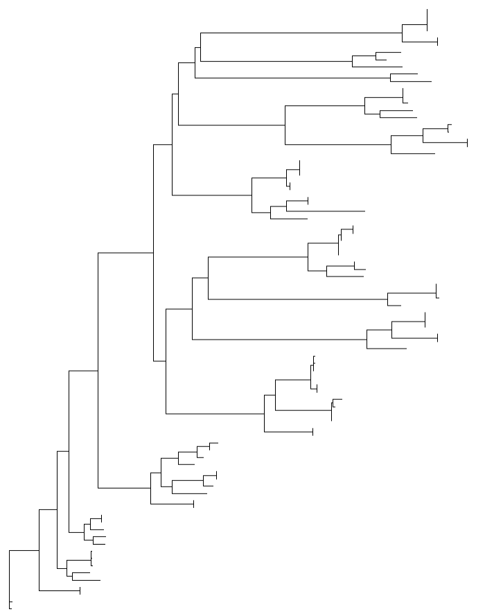 iqtree+ggtree绘制进化树教程 - 知乎