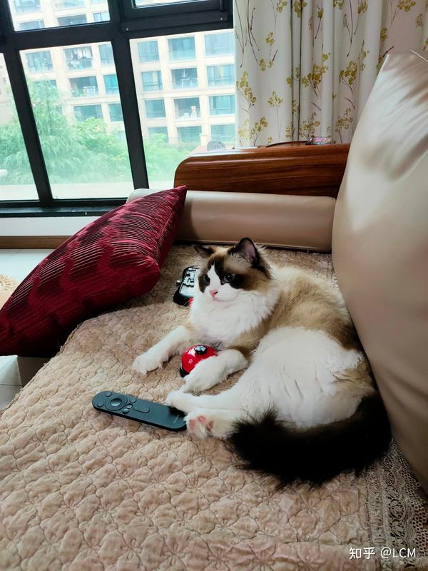 猫咪乱尿还能要吗? 知乎