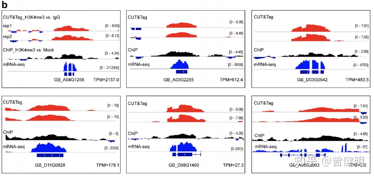 吊打ChIP-seq的CUT&Tag技术 - 知乎