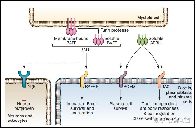 风湿年会丨错综复杂的IgG4相关性疾病，亟待探索治疗新选择 - 知乎