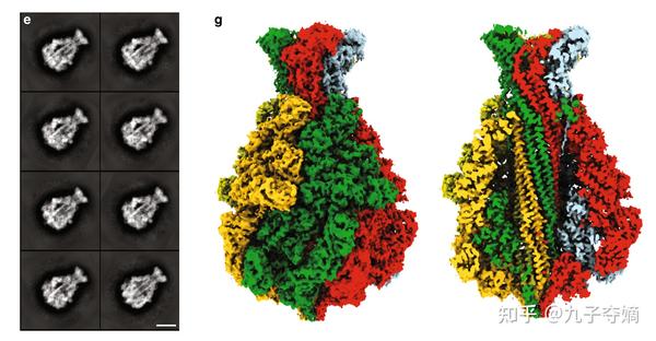 crYOLO：快速准确的全自动颗粒挑选方法 - 知乎