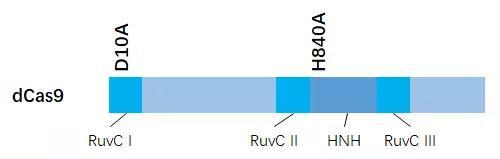 【小鼠大学问】体内内源基因调控CRISPRi与CRISPRa - 知乎