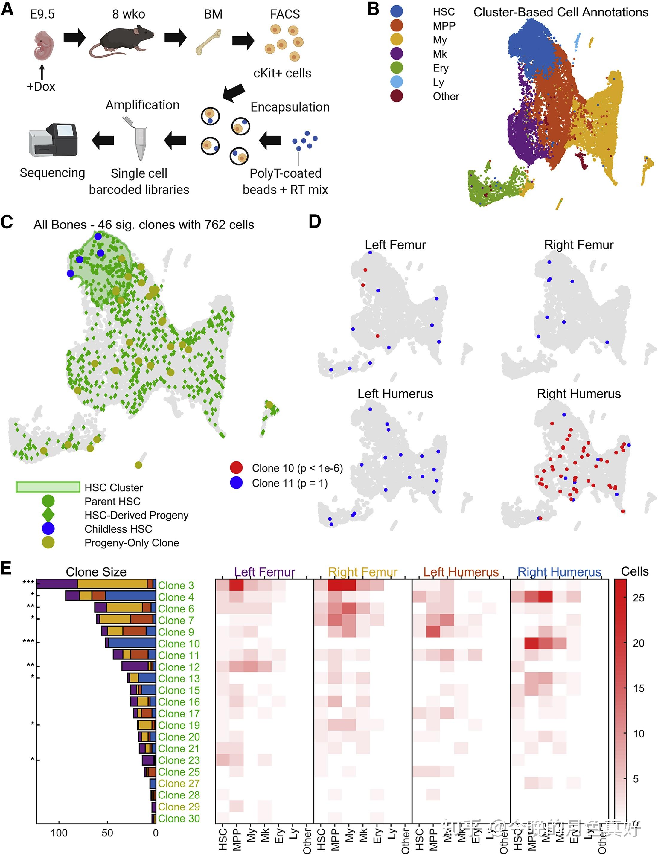 An CRISPR-Cas9 Mouse for Simultaneous Readout of Lineage and Gene Expression in Single Cells - 知乎