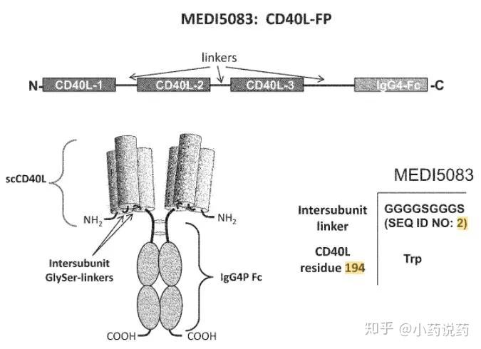 肿瘤免疫中的CD40靶向激动剂 - 知乎