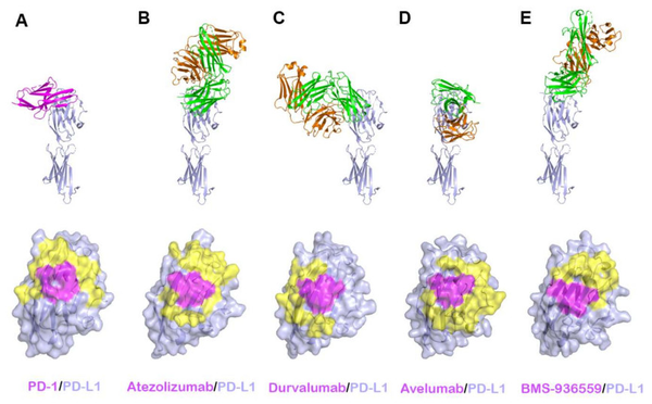 PD-1/PD-L1抗体作用机制的结构基础 - 知乎