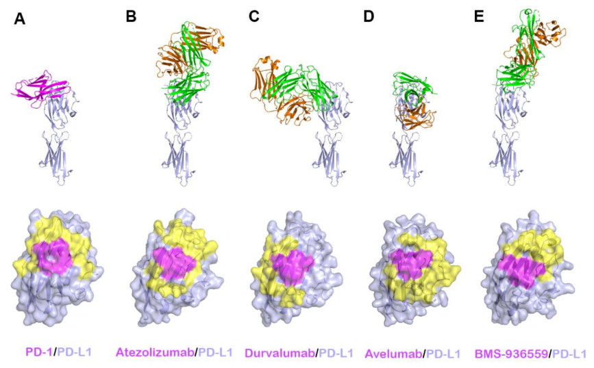 PD-1/PD-L1抗体作用机制的结构基础 - 知乎