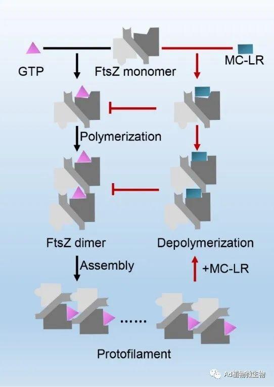 New Phytologist 河南大学研究揭示蓝藻细胞分裂过程中蓝藻毒素的作用机制！ 知乎