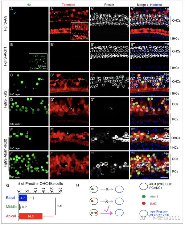 共表达 Atoh1 and Ikzf2 可以促进成年鼠耳蜗支持细胞转化成外毛细胞 - 知乎