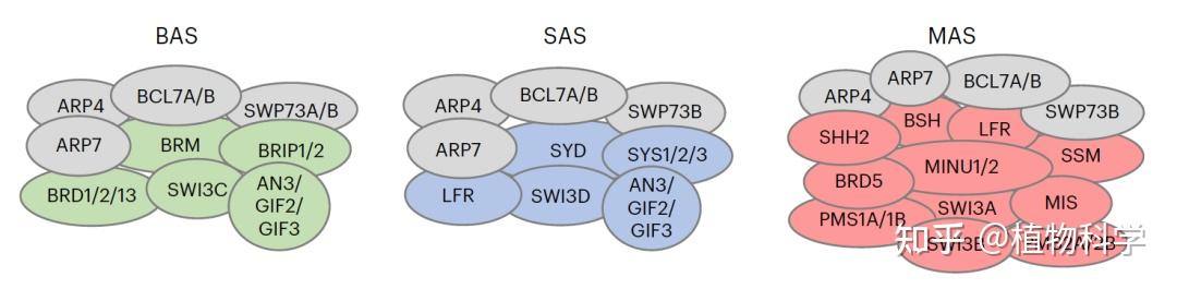 Nature Plants | 何新建实验室发现了植物中三类SWI/SNF染色质重塑复合体并揭示其功能差异 - 知乎
