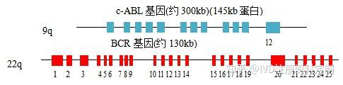 体外诊断试剂综述资料-人类BCR/ABL融合基因P210 RNA扩增检测试剂盒（数字PCR 法） - 知乎