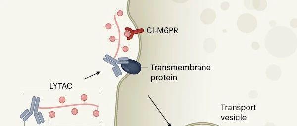 Nature：PROTAC之后， LYTAC来了！ - 知乎
