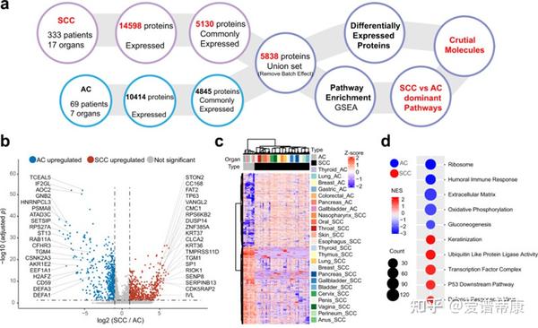 一“鳞”半爪 “腺”露峥嵘——蛋白质组学揭示了鳞癌和腺癌在多个组织间的关键差异 - 知乎