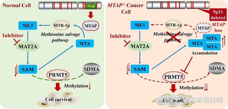 甲硫氨酸腺苷转移酶2A (MAT2A)作为抗癌靶点的结构、功能和抑制剂 - 知乎