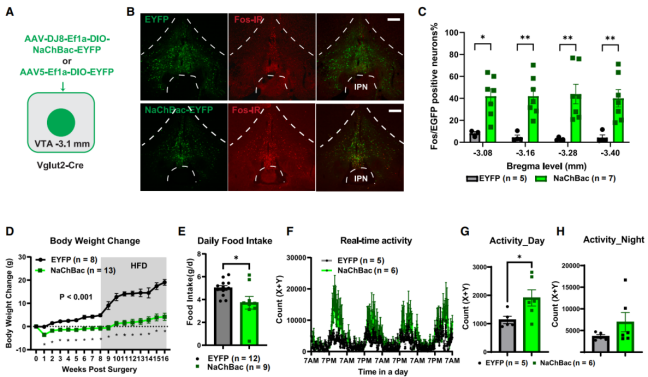 小布解读 | NaChBac＆Kir2.1在神经环路功能研究中的应用 - 知乎