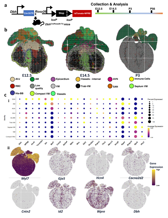 Nat. Commun. | Stereo-seq助力绘制不同发育阶段小鼠心脏的单细胞时空图谱 - 知乎