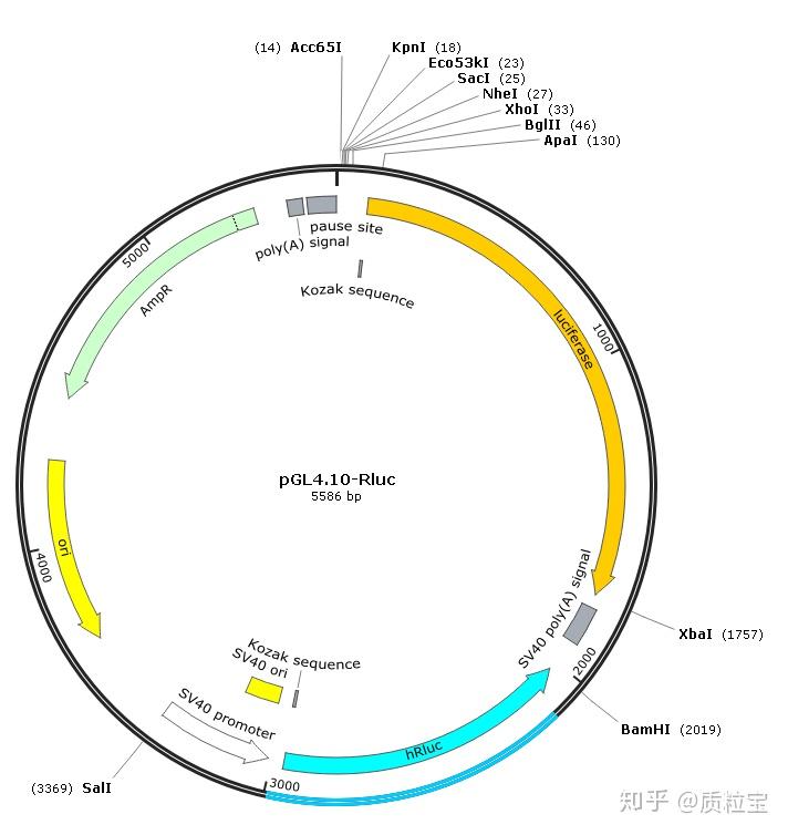 pLuc2-hRluc(pGL4.10-hRluc) 信号通路报告载体双荧光素酶luc2+hRluc - 知乎