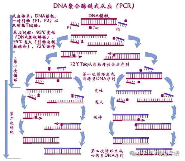 PCR、qPCR、RT-PCR、RT-qPCR、Real-Time PCR傻傻的我分不清楚 - 知乎