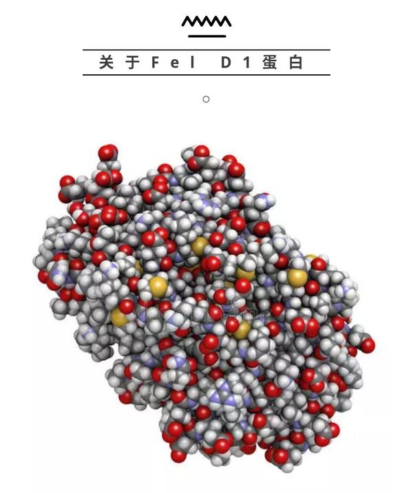 吸猫，吸着吸着就过敏了……真的是猫毛惹的祸吗？ - 知乎