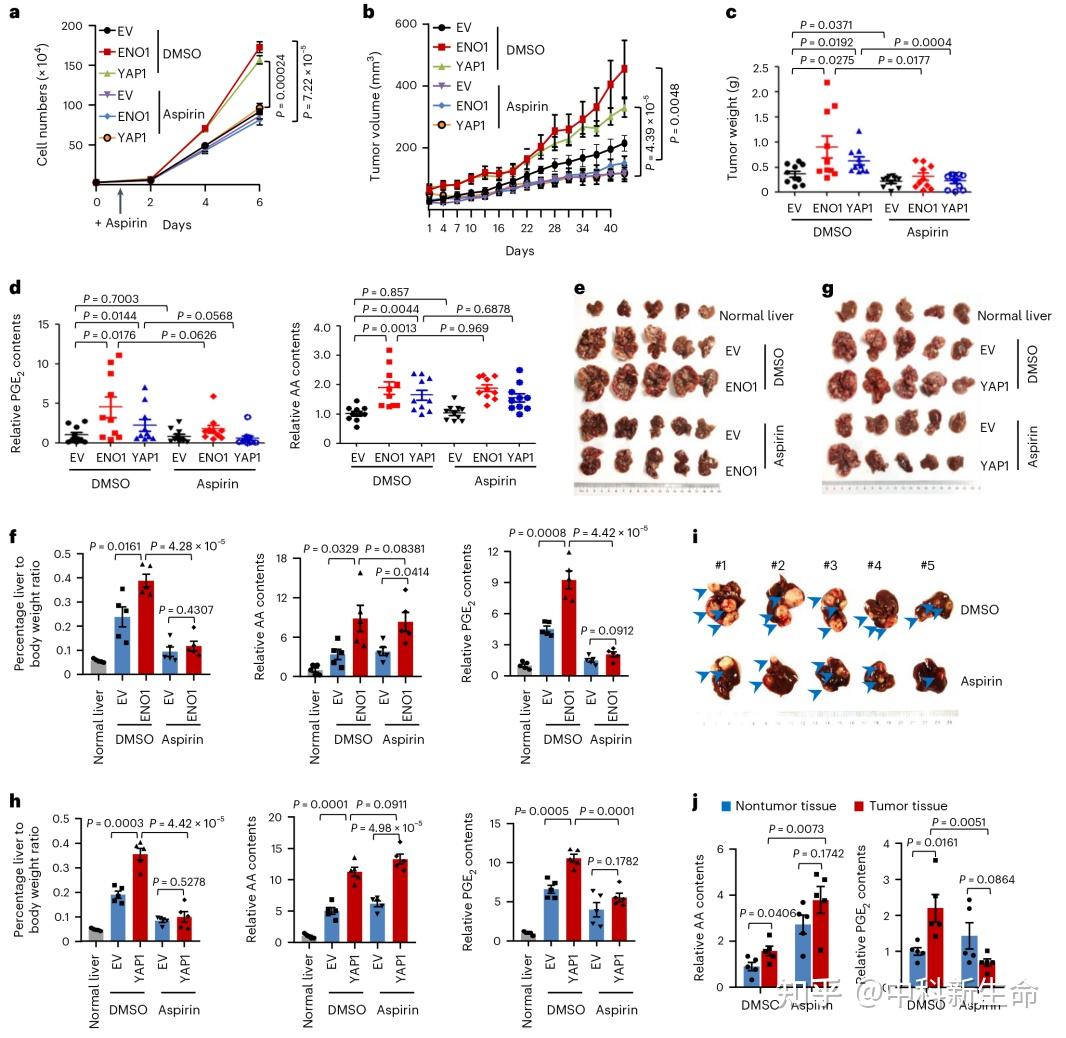 项目文章Nat Chem Biol（IF 14.8）| 南医大发现糖酵解酶ENO1通过YAP1依赖性花生四烯酸代谢调控肝癌发生 - 知乎