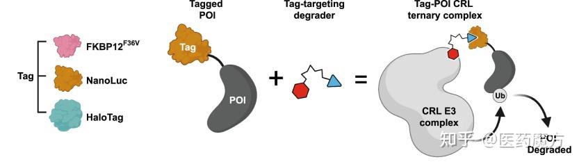 新型蛋白降解技术NanoTAC 来了！与PROTAC相比，有何不同？ - 知乎