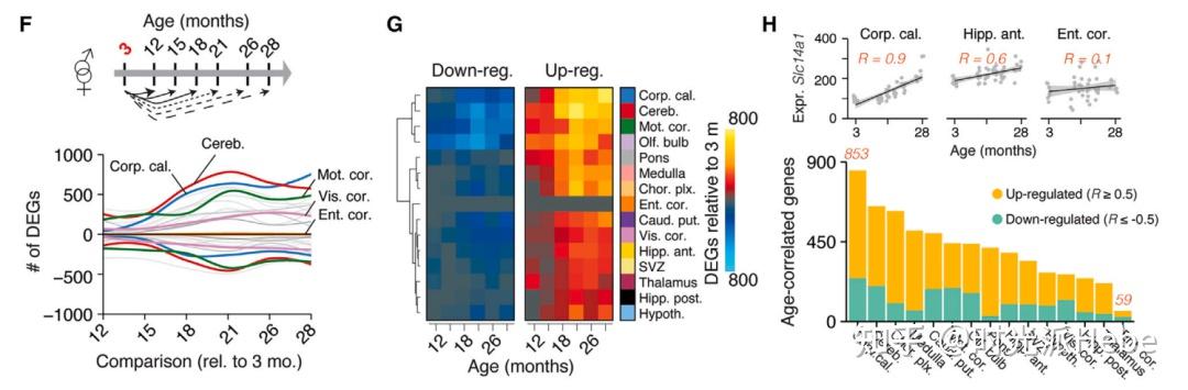 Cell：大脑衰老从脑白质开始，另一部位成不老“防线”！斯坦福发布基因图谱，揭示饮食限制、换血如何延缓大脑衰老 - 知乎