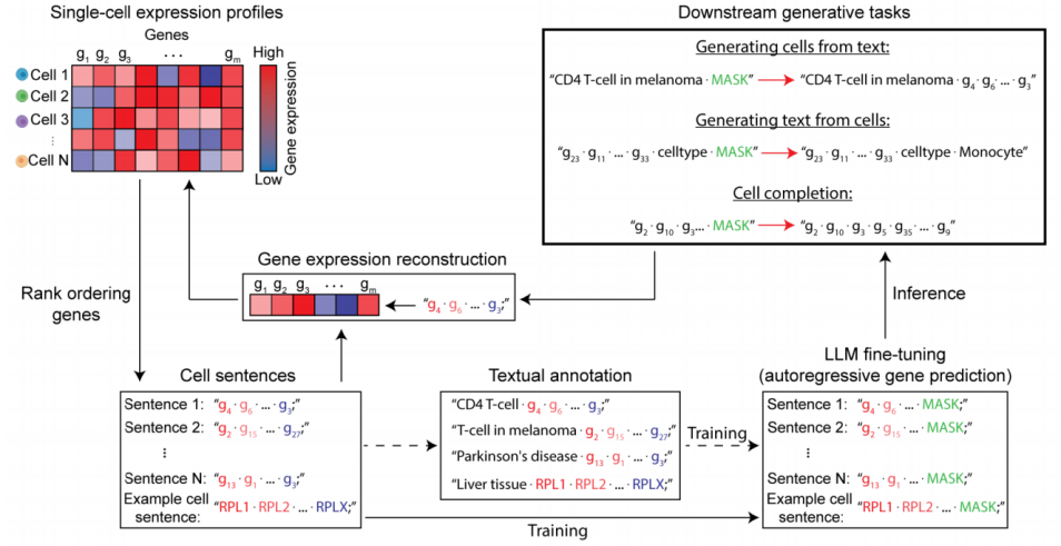 ICML 2024 | Cell2Sentence: 教会大语言模型生物语言 - 知乎