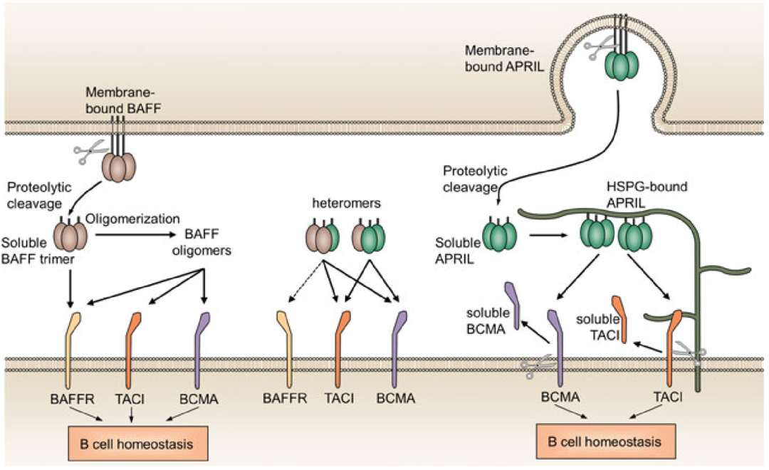 BAFF，自身免疫性疾病治疗新靶点 - 知乎