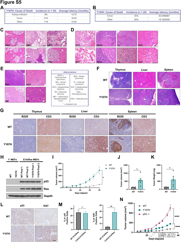 Can Dis | 发现p53触发免疫功能杀死肿瘤新机制 - 知乎