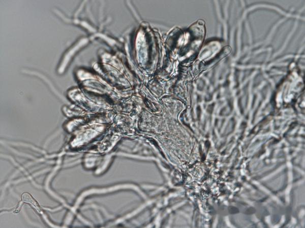 【真菌界全系列-62】真菌界—芽枝霉门 - 知乎