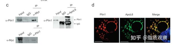 Nature Comunications｜脂滴相关蛋白ApoL6 通过与 Perilipin1互作抑制脂肪分解 - 知乎