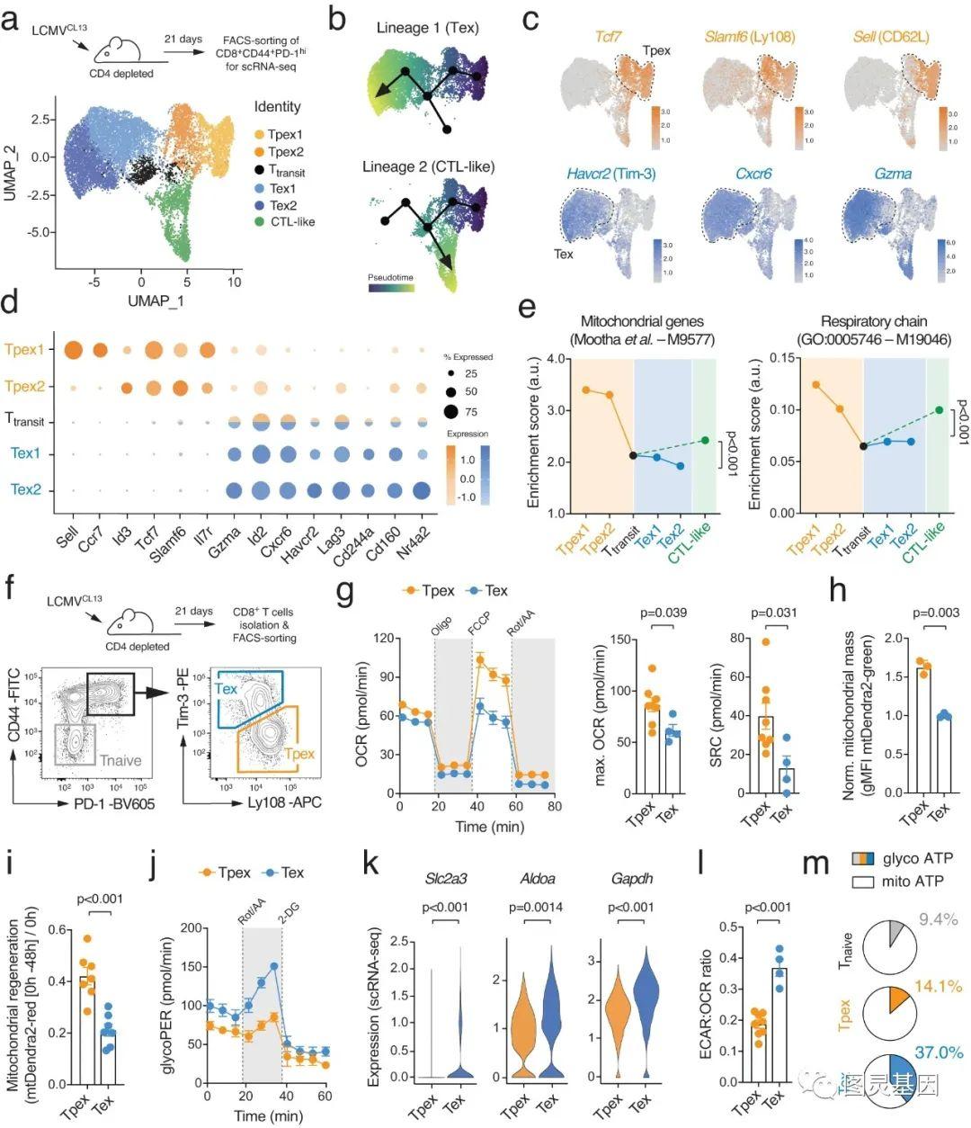 Nat Comm | 线粒体功能障碍引起的T细胞耗竭 - 知乎