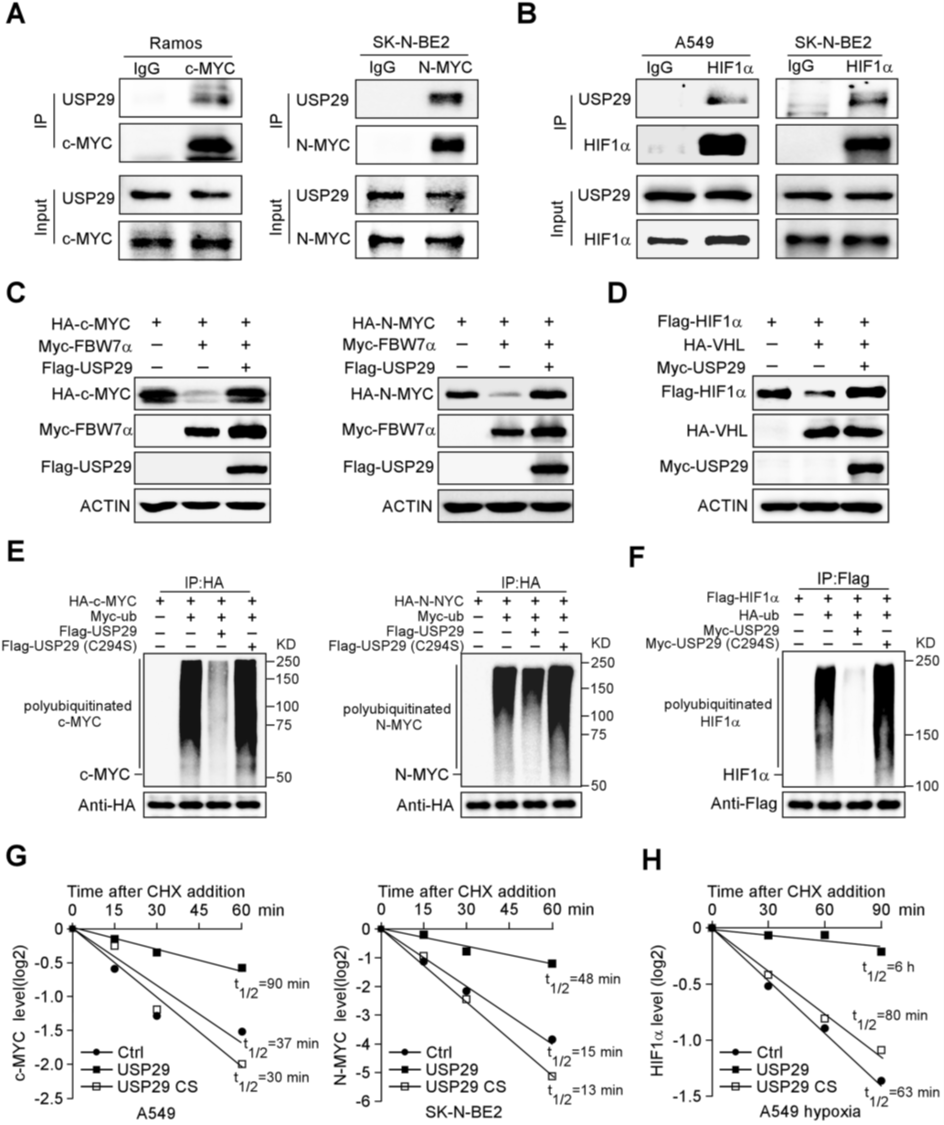 USP29协调MYC和HIF1α稳定以促进肿瘤代谢和进展 - 知乎