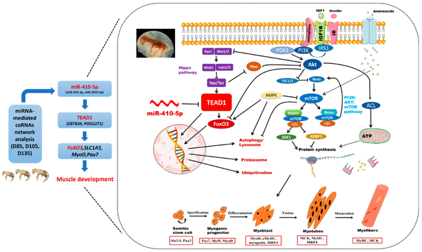 ceRNA机制研究常见套路 - 知乎