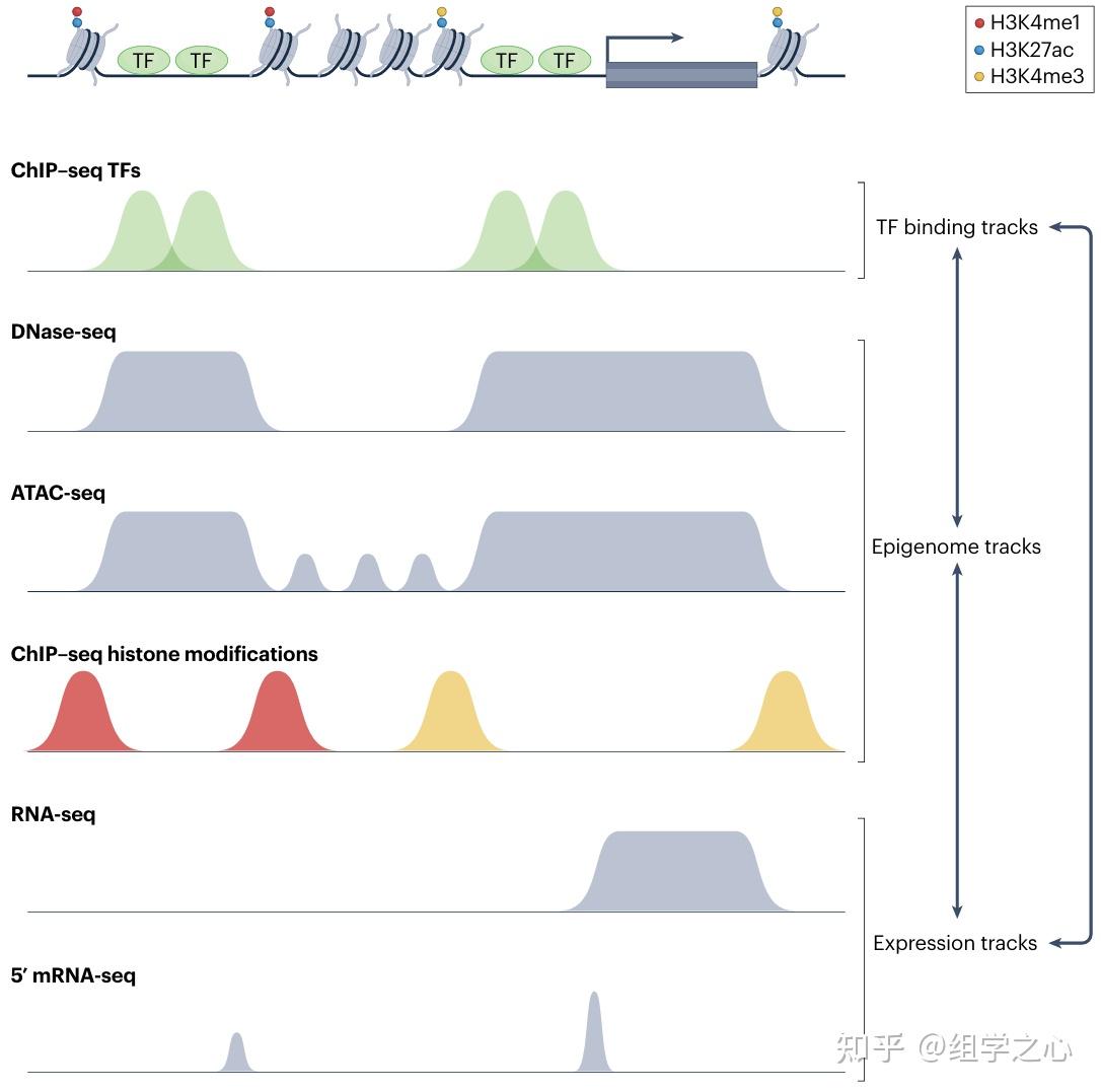 Nat Rev Genet | 如果DNA序列能“说话”？深度学习S2E（序列2表达）模型正在听懂基因组的调控秘密！ - 知乎
