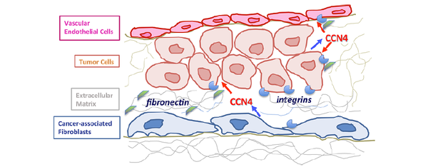 CCN蛋白家族--各有特色的促癌三兄弟 - 知乎