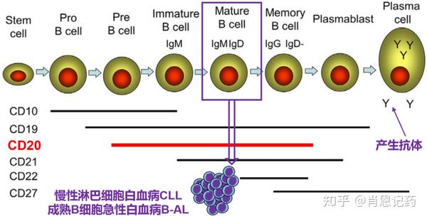 记住所有FDA生物药 | 靶向CD20 | 美罗华®利妥昔单抗 | B细胞淋巴瘤、类风湿关节炎、肉芽肿性多血管炎、寻常性天疱疮等 - 知乎