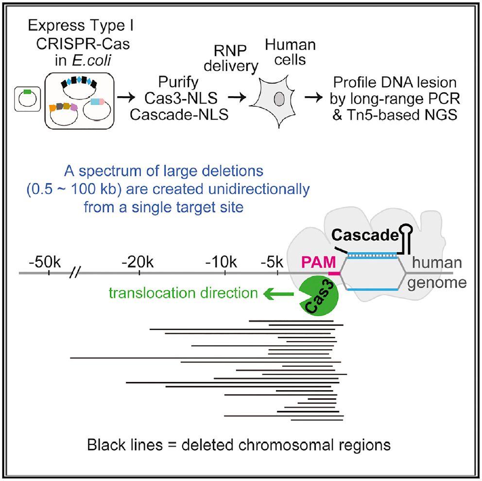CRISPR/Cas3：华人团队开发新型基因编辑系统，高效实现基因大片段敲除，为攻克病毒性疾病带来新希望 - 知乎