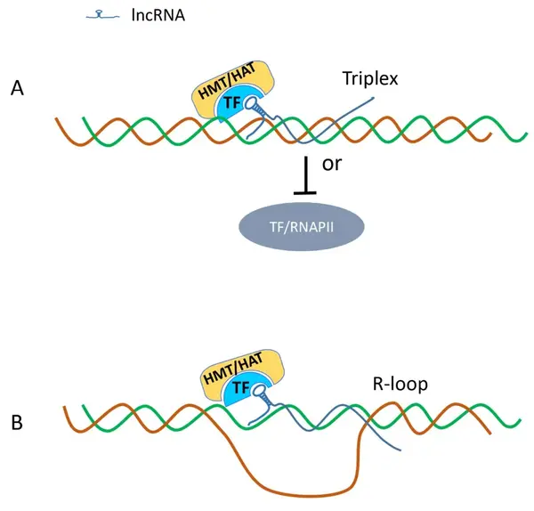 Blood|Suming Huang团队对lncRNA作为正常和恶性造血的新兴调节因子作用的总结 - 知乎