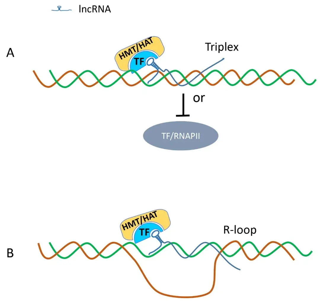 Blood|Suming Huang团队对lncRNA作为正常和恶性造血的新兴调节因子作用的总结 - 知乎